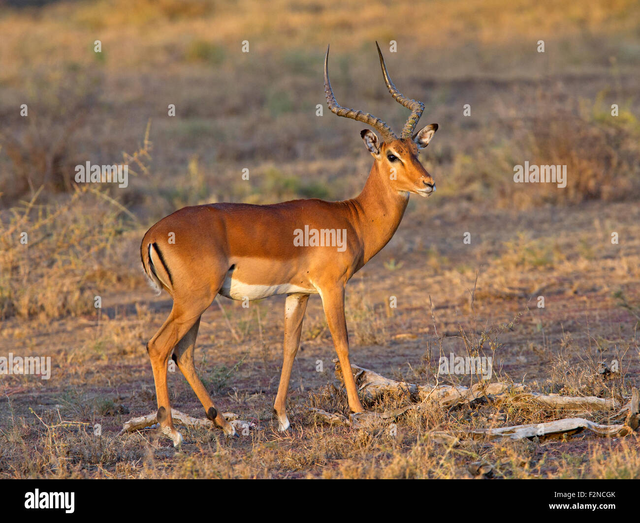 Male impala standing Stock Photo - Alamy
