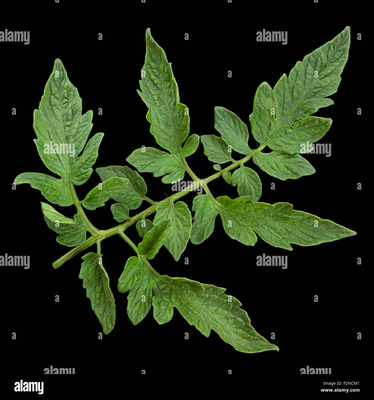 Tomato leaf closeup isolated on black background Stock Photo - Alamy