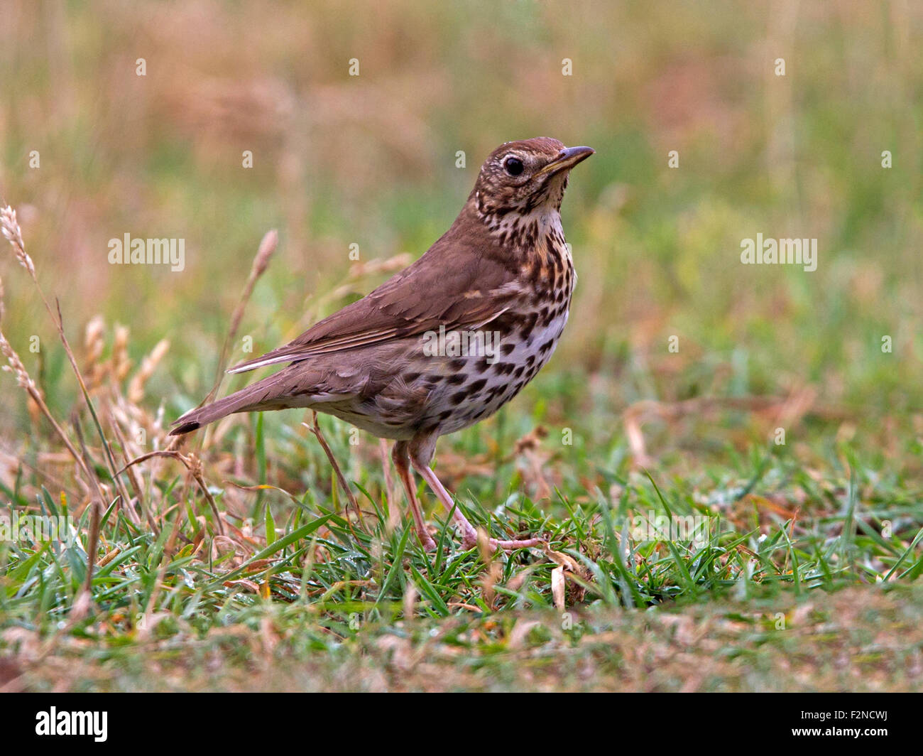 England standing nature hi-res stock photography and images - Alamy
