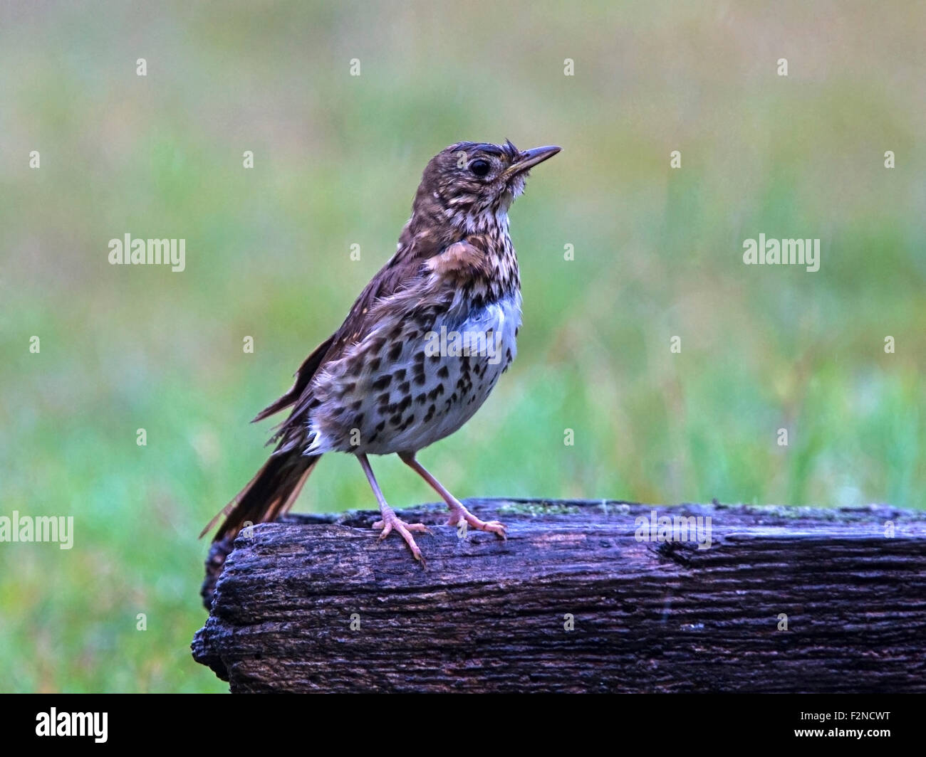 Thrush england hi-res stock photography and images - Alamy