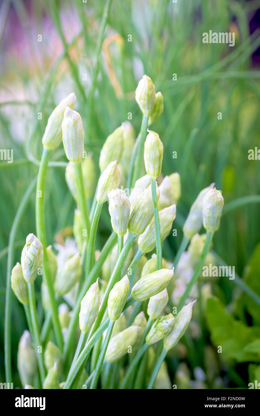 leafy green herbs for sale at a local farmers market Stock Photo - Alamy