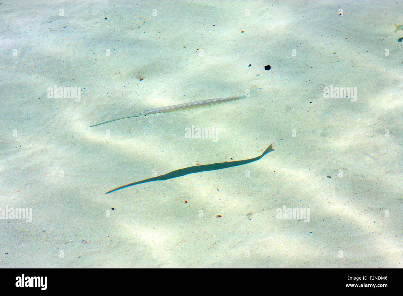 little fish isla contoy in mexico froath and foam the sea drop sunny ...