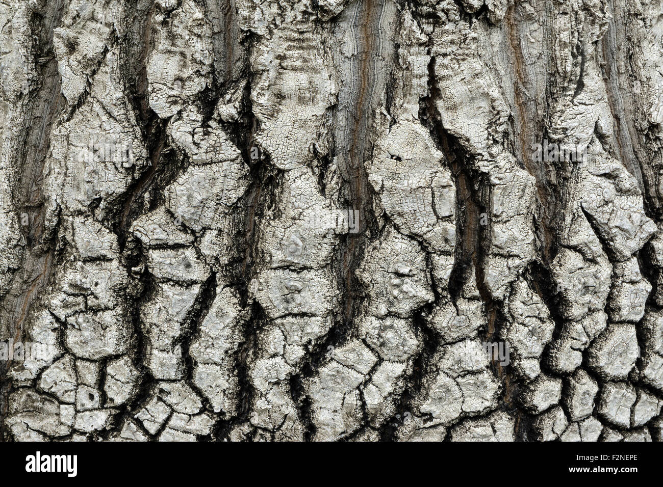 Elephant's foot (Beaucarnea stricta) tree bark Stock Photo - Alamy