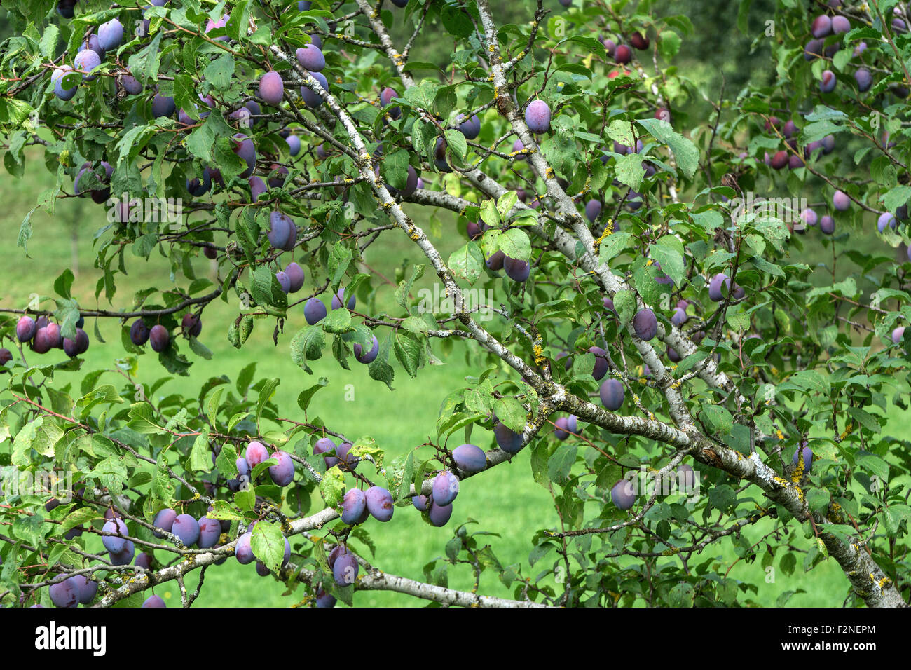 Branch full of plums (Prunus domestica), Bad Heilbrunn, Upper Bavaria ...