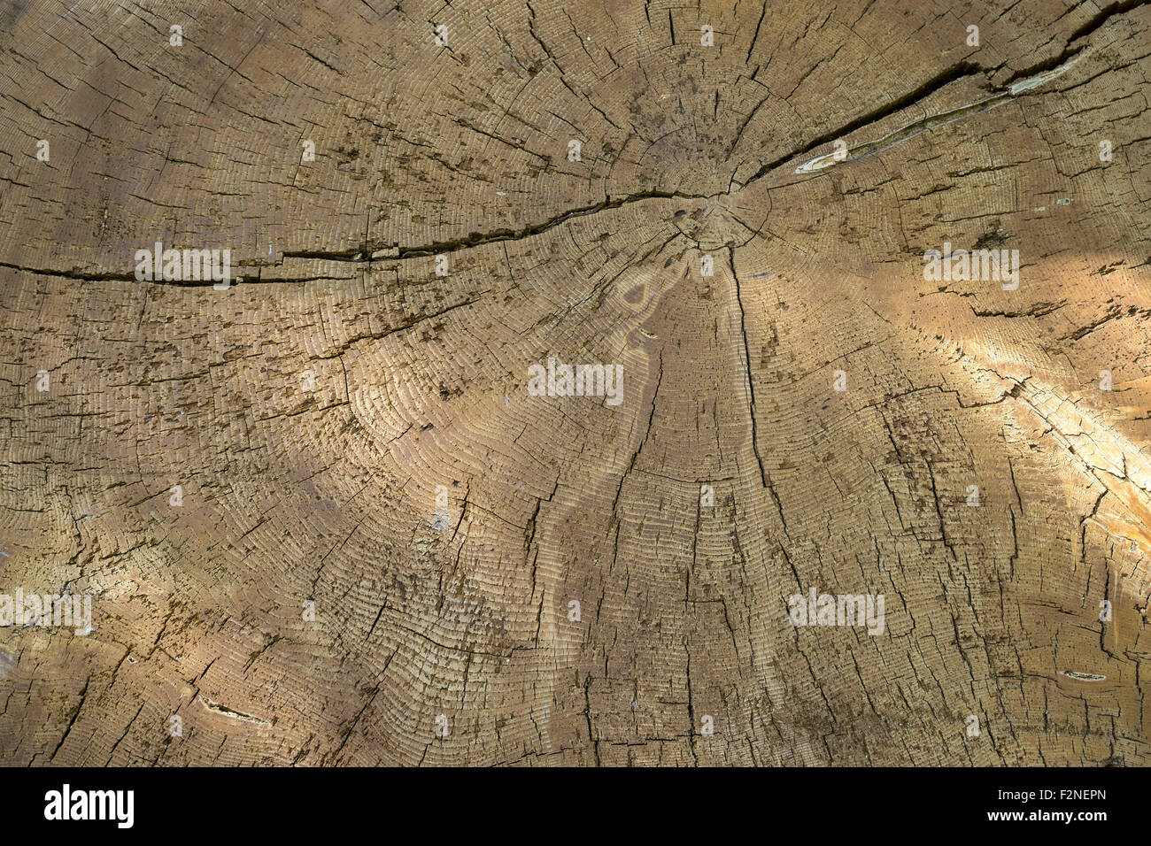 Growth rings hi-res stock photography and images - Alamy