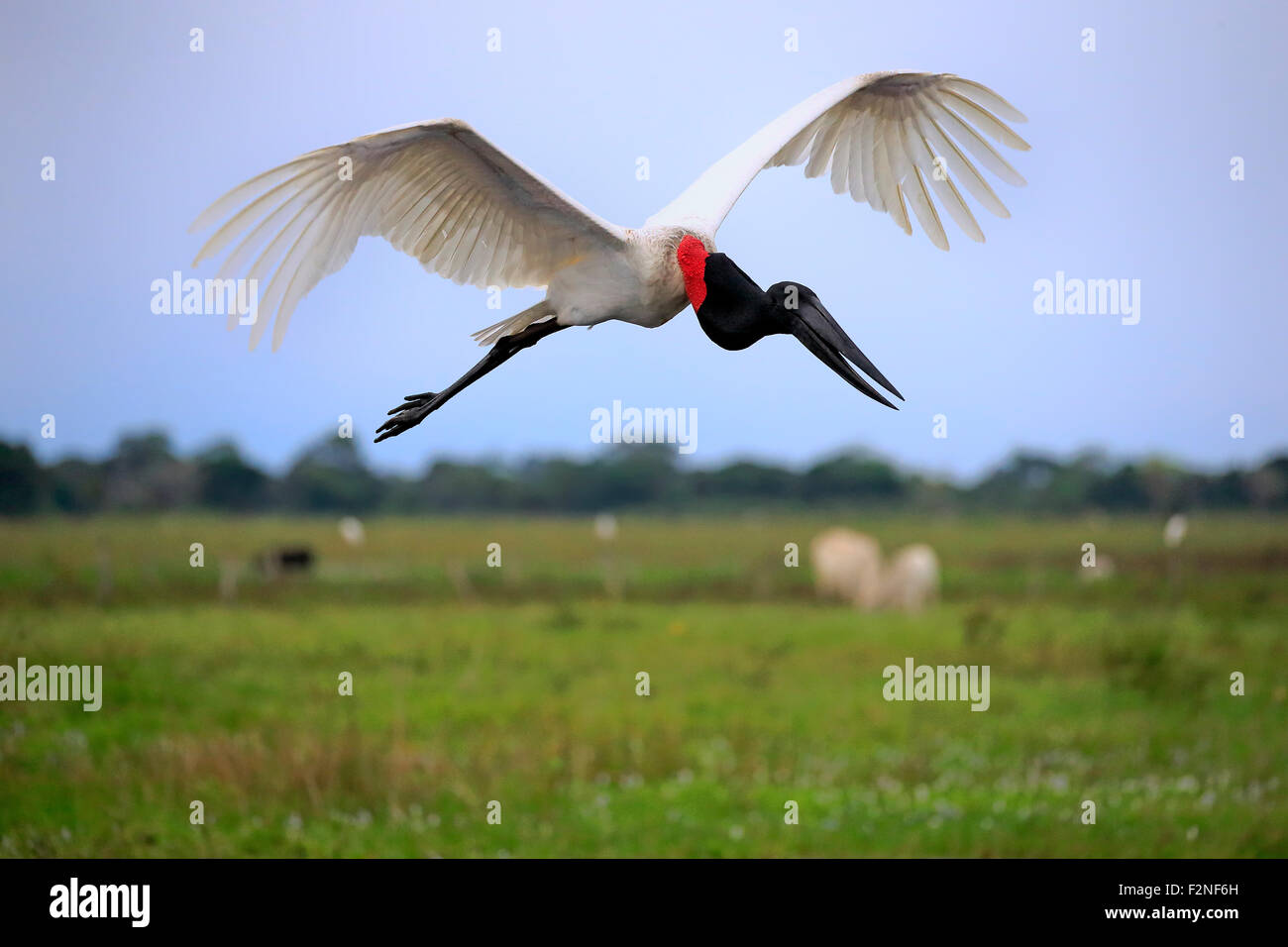 Jabiru (Jabiru mycteria), adult, flying, Pantanal, Mato Grosso, Brazil ...