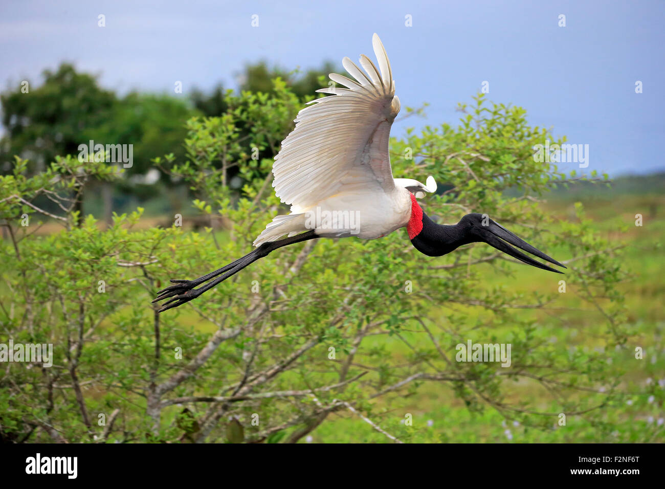 Jabiru (Jabiru mycteria), adult, flying, Pantanal, Mato Grosso, Brazil ...