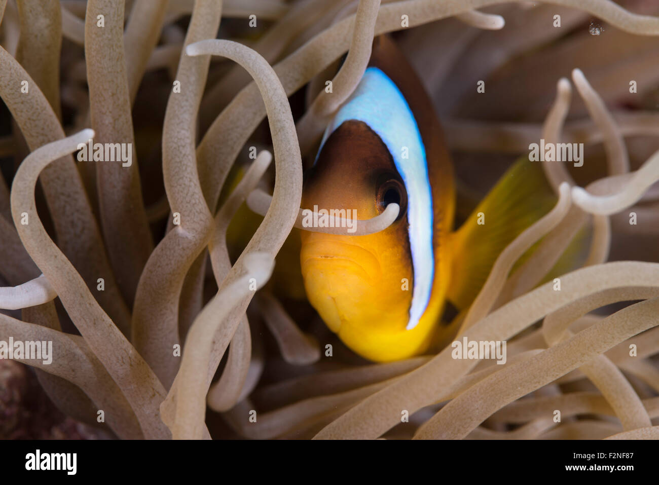 Tentacle fish hi-res stock photography and images - Alamy