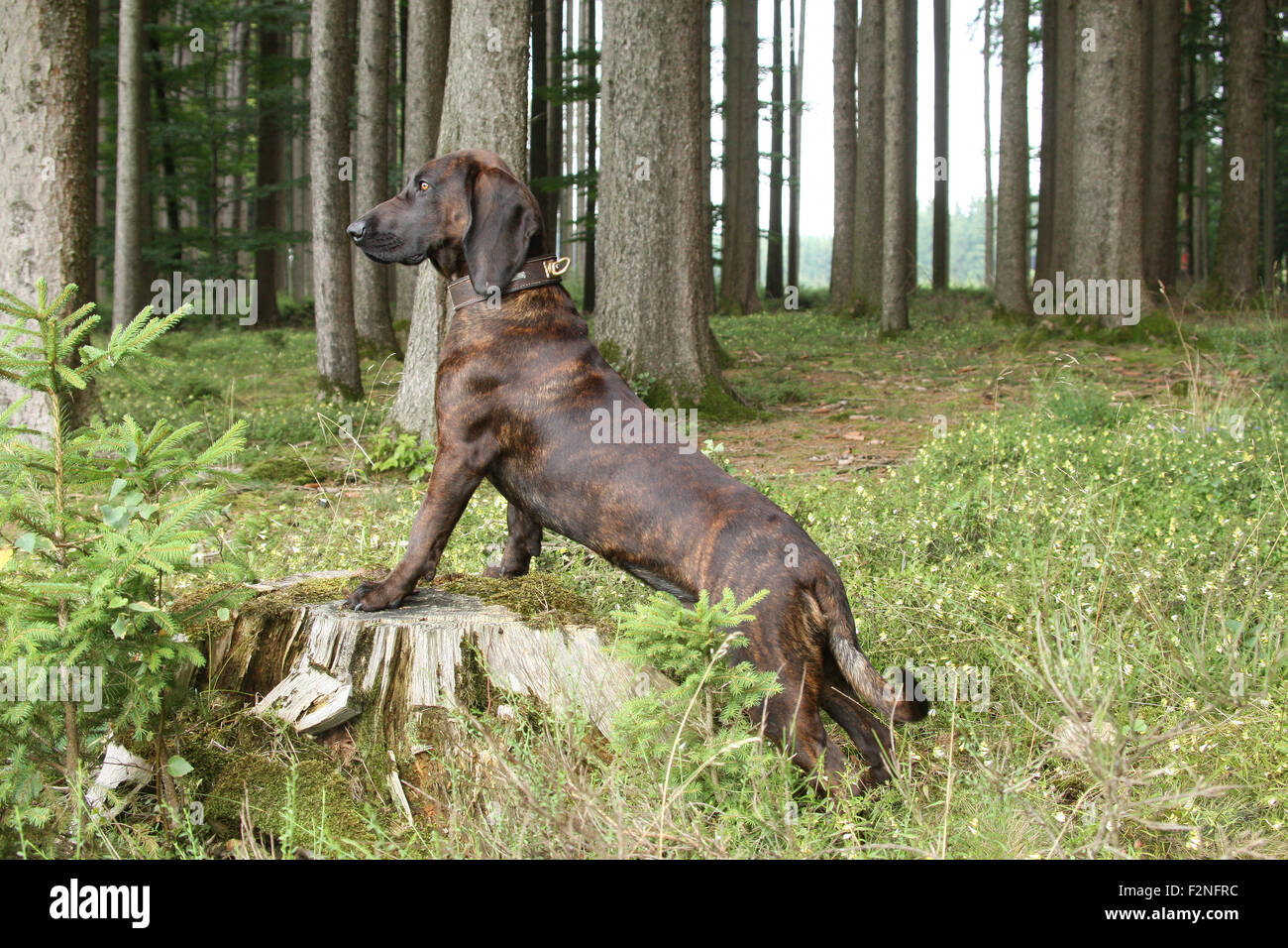 Are Hanoverian Hounds Good Hunters