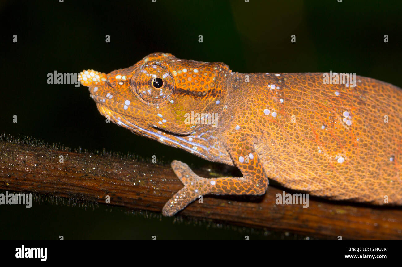 Nose-horned Chameleon (Calumma nasutum), Ranomafana rainforest ...