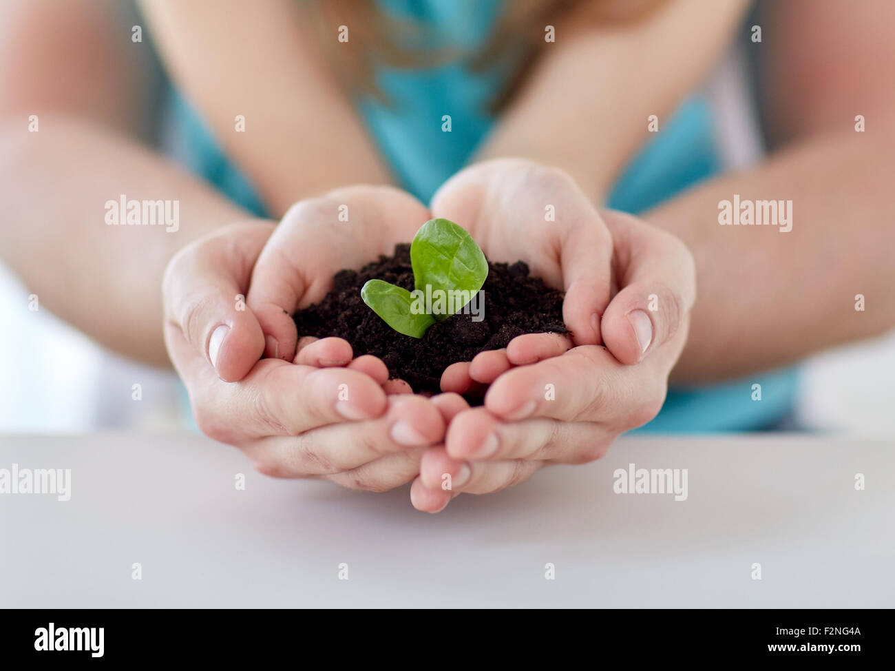 close up of father and girl hands holding sprout Stock Photo - Alamy