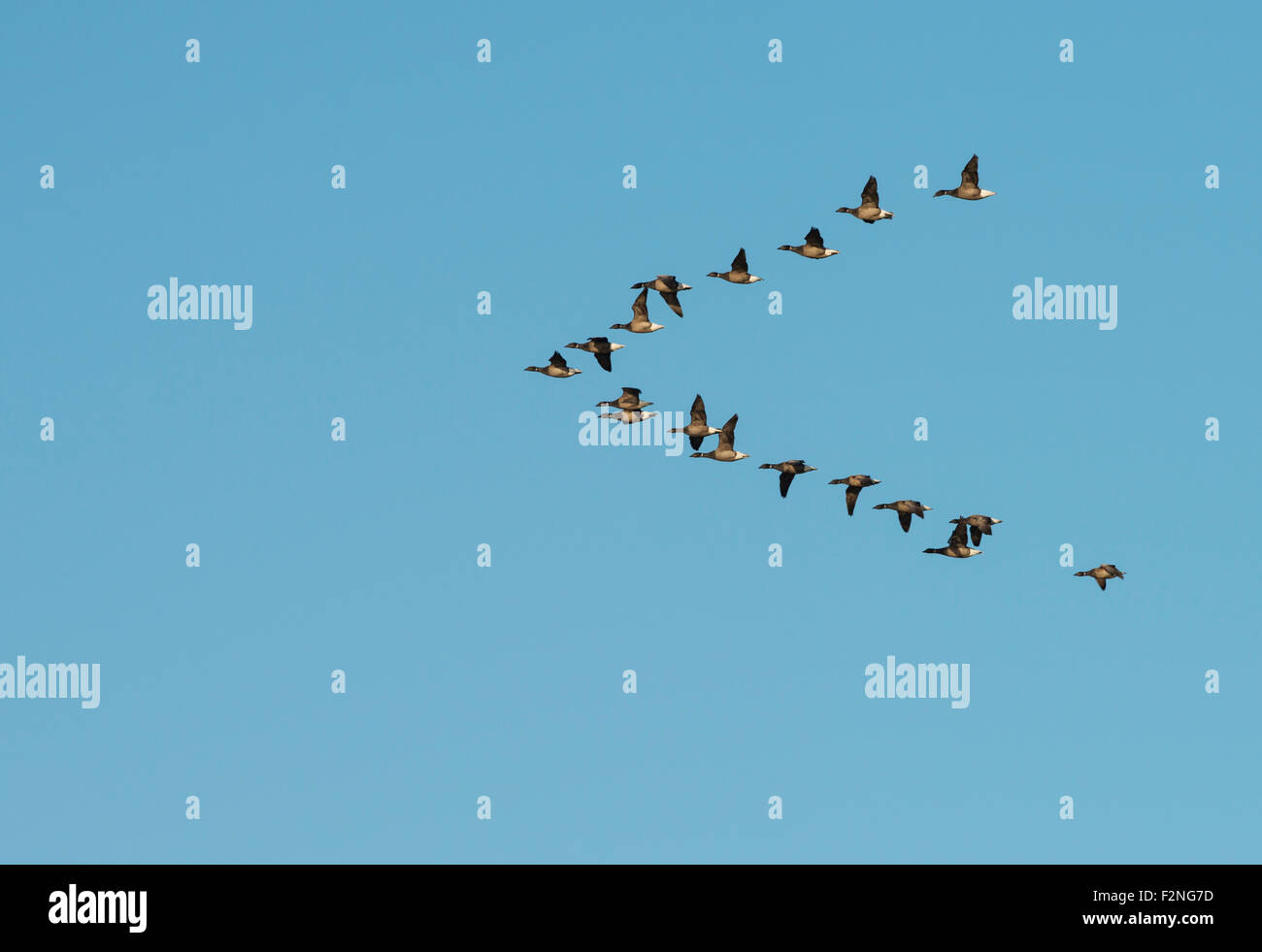 Geese formation hi-res stock photography and images - Alamy