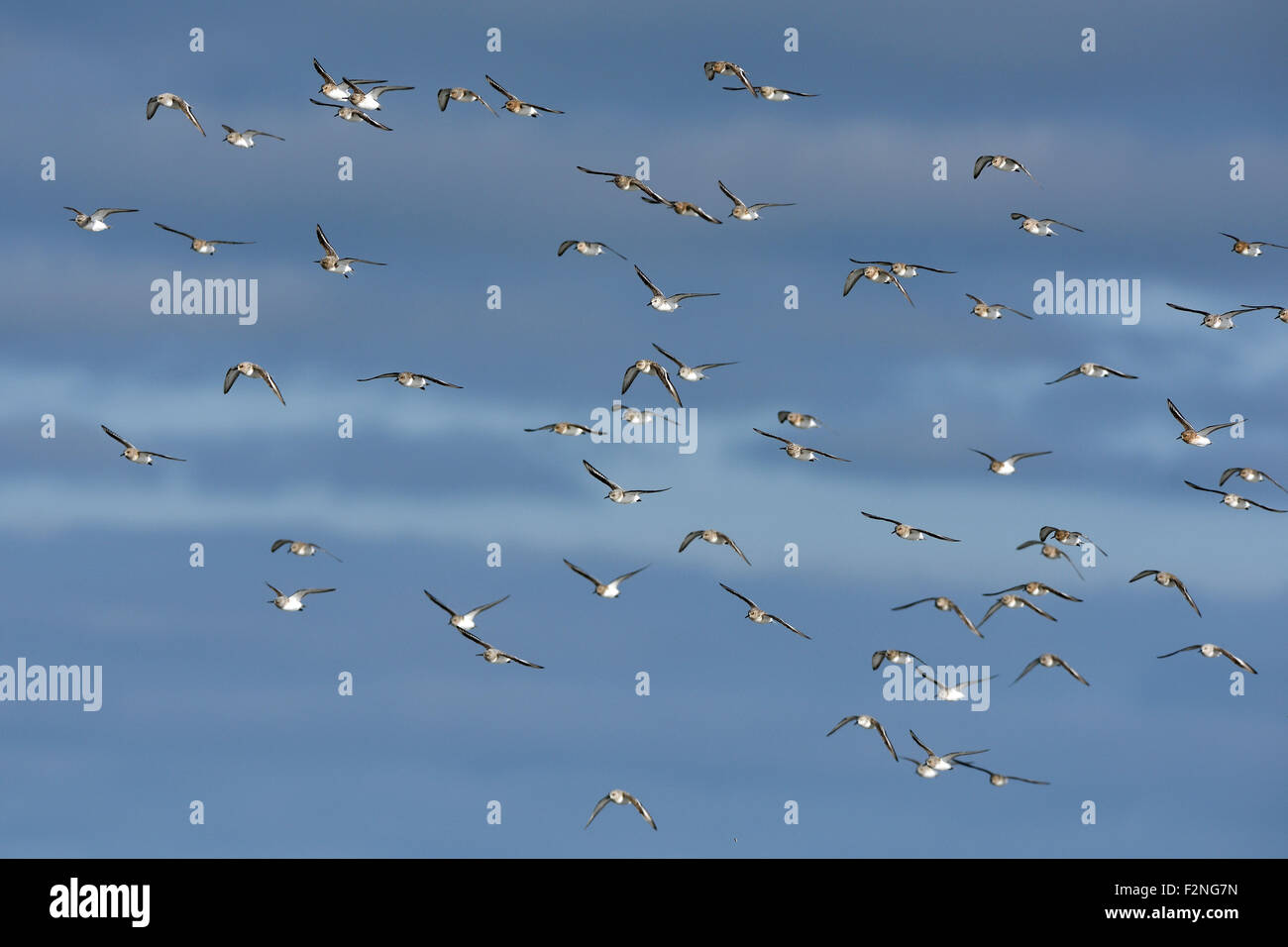 Sanderlings (Calidris alba), flying in a flock, Texel, West Frisian ...
