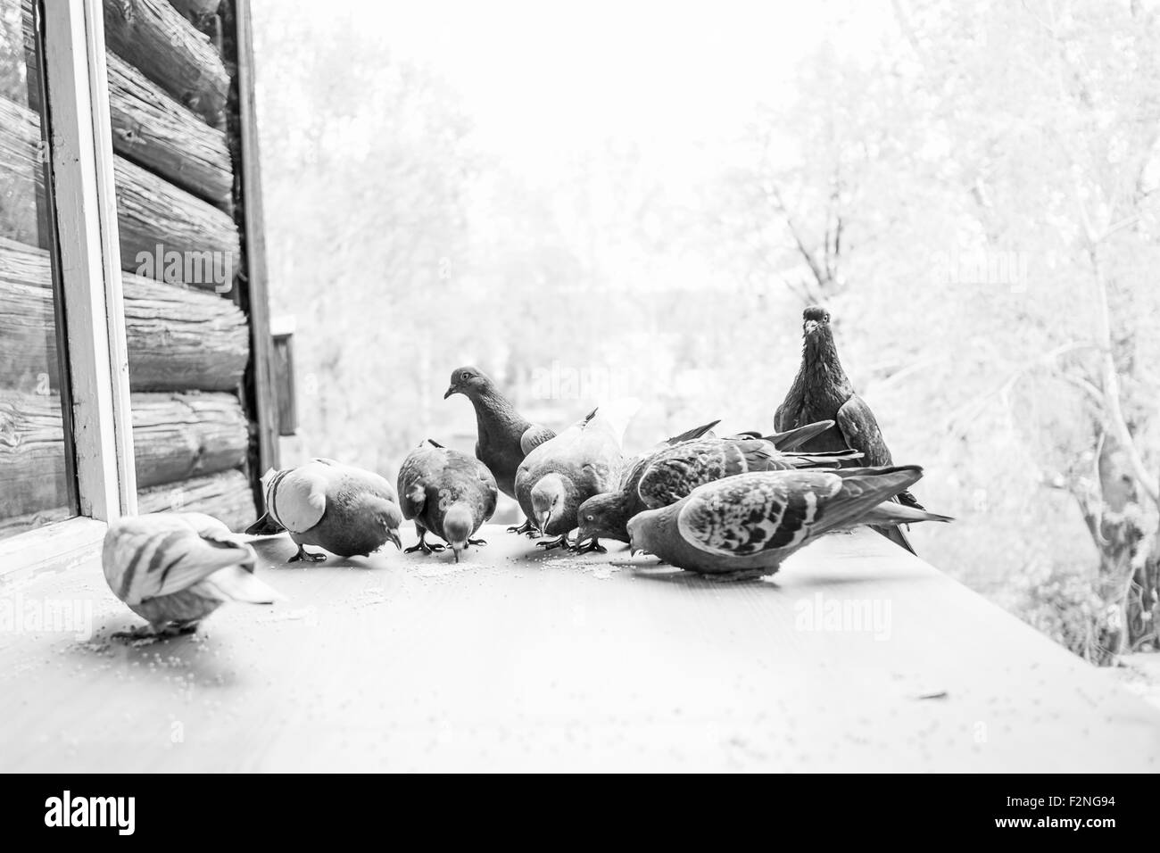 Pigeons grazing on porch Stock Photo - Alamy