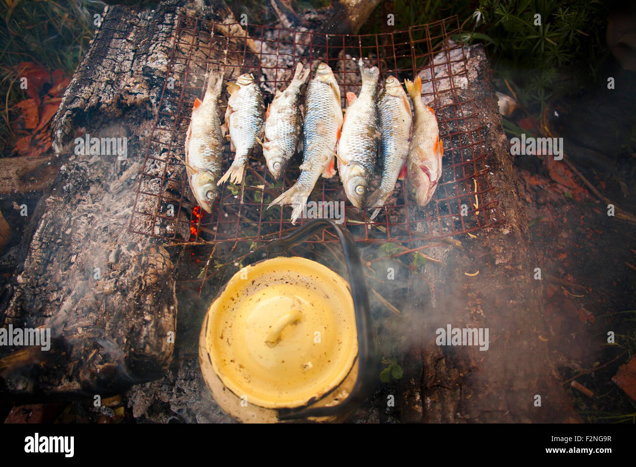 Fish grilling over campfire with dutch oven Stock Photo - Alamy
