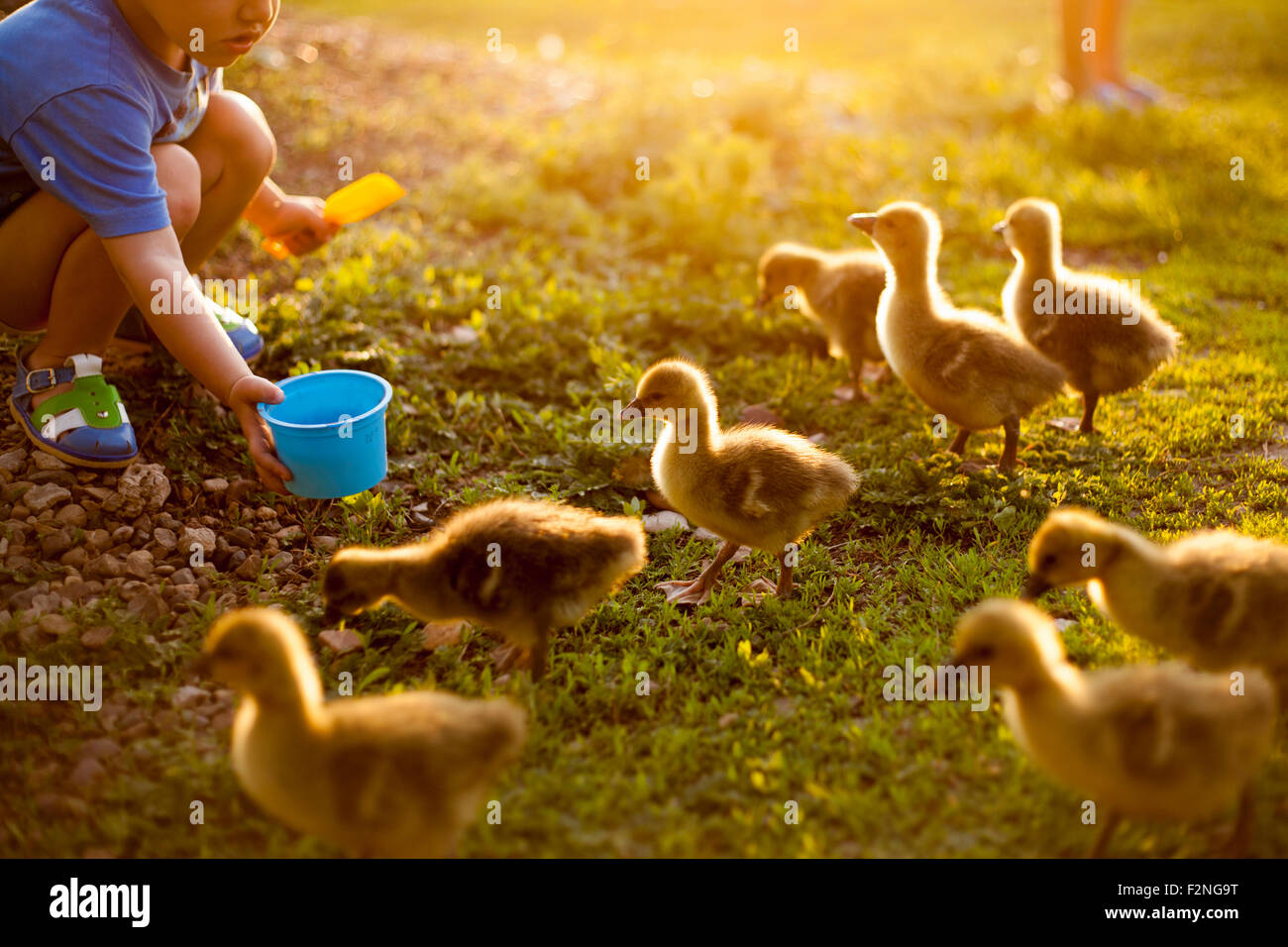 Children feeding ducks hi-res stock photography and images - Alamy