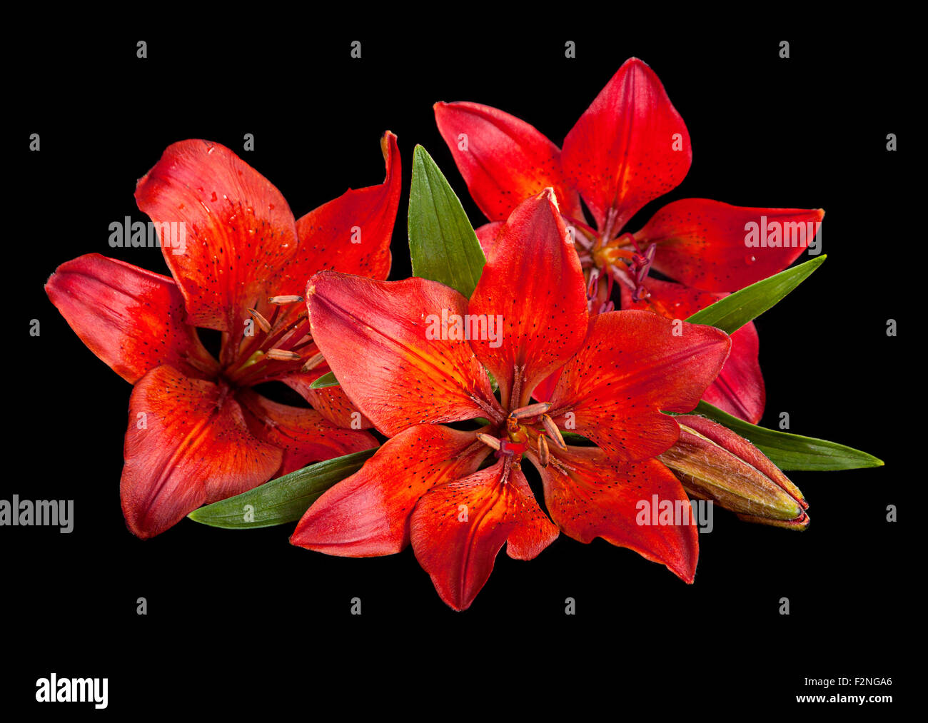 Red lilly flower closeup isolated on black Stock Photo - Alamy