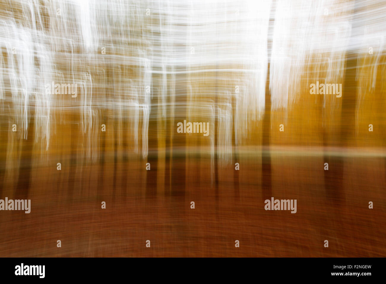 Abstract autumn forest hi-res stock photography and images - Alamy