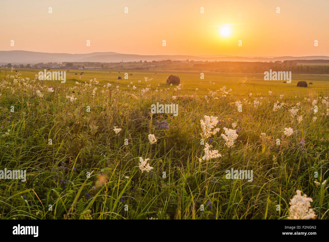 Grassy Field Sunset