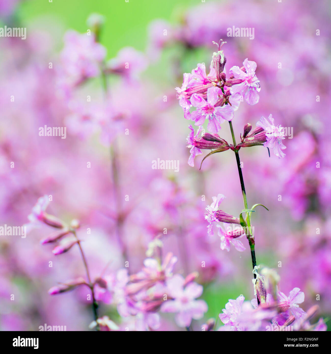 Lychnis viscaria hi-res stock photography and images - Alamy