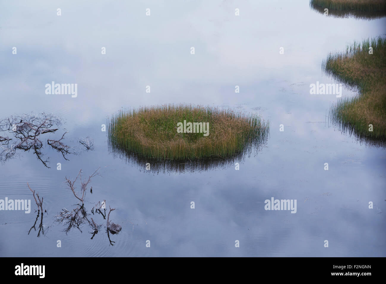 Reeds growing in still river Stock Photo - Alamy