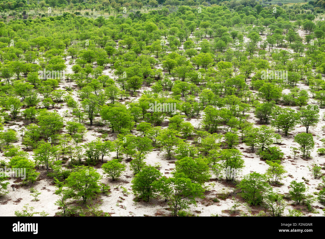 Aerial view of trees in flat remote landscape Stock Photo - Alamy