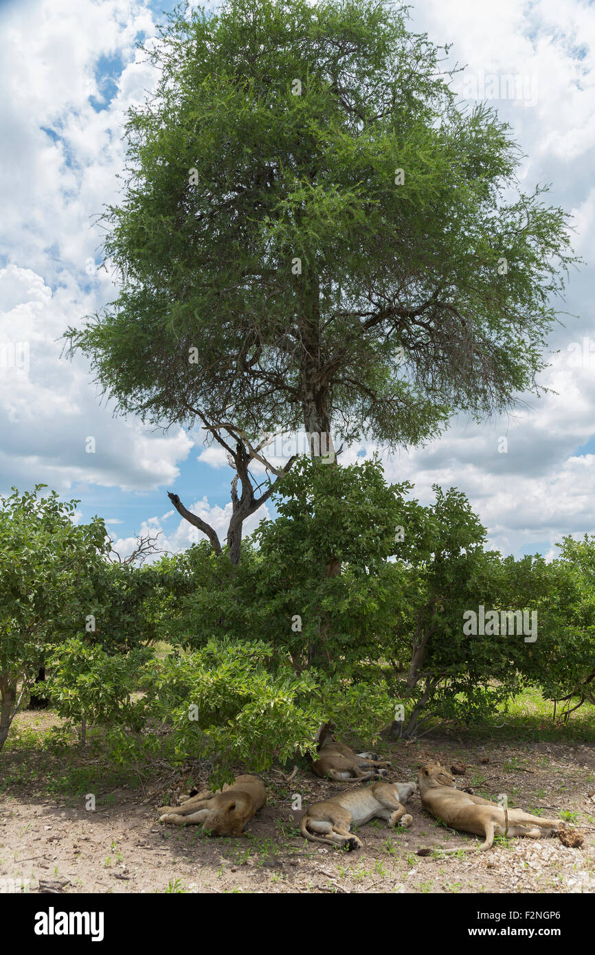Lions resting under shade in remote field Stock Photo - Alamy