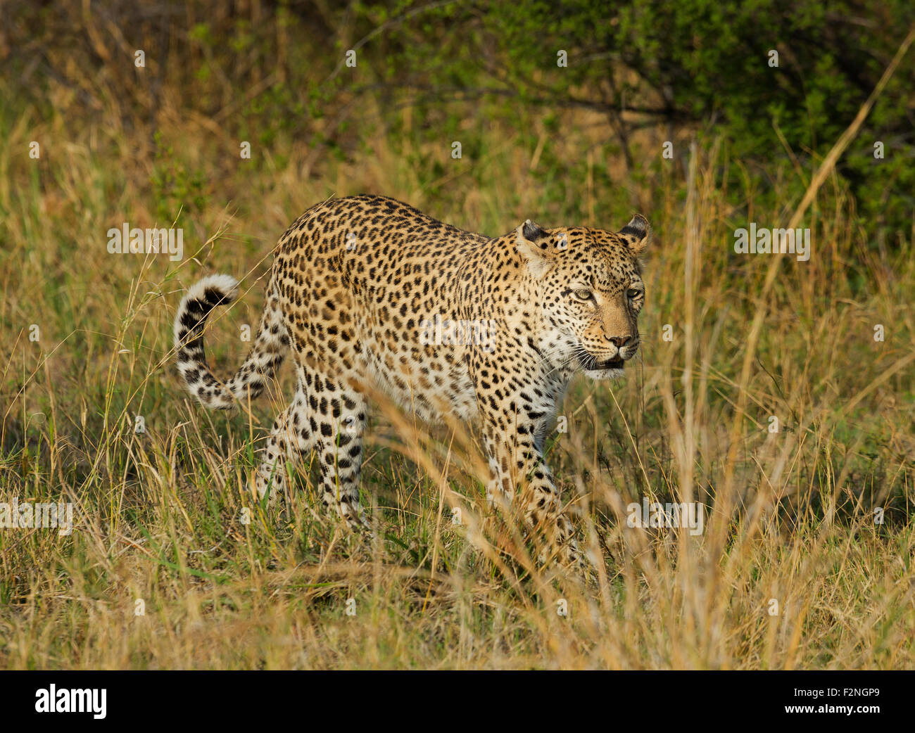 Full body view leopard hi-res stock photography and images - Alamy