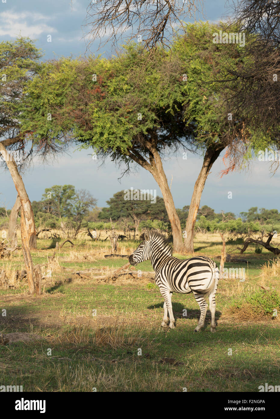 Zebra under tree hi-res stock photography and images - Alamy