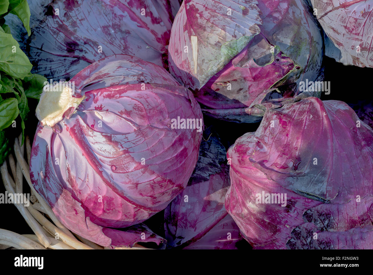 Heads of cabbage hi-res stock photography and images - Alamy