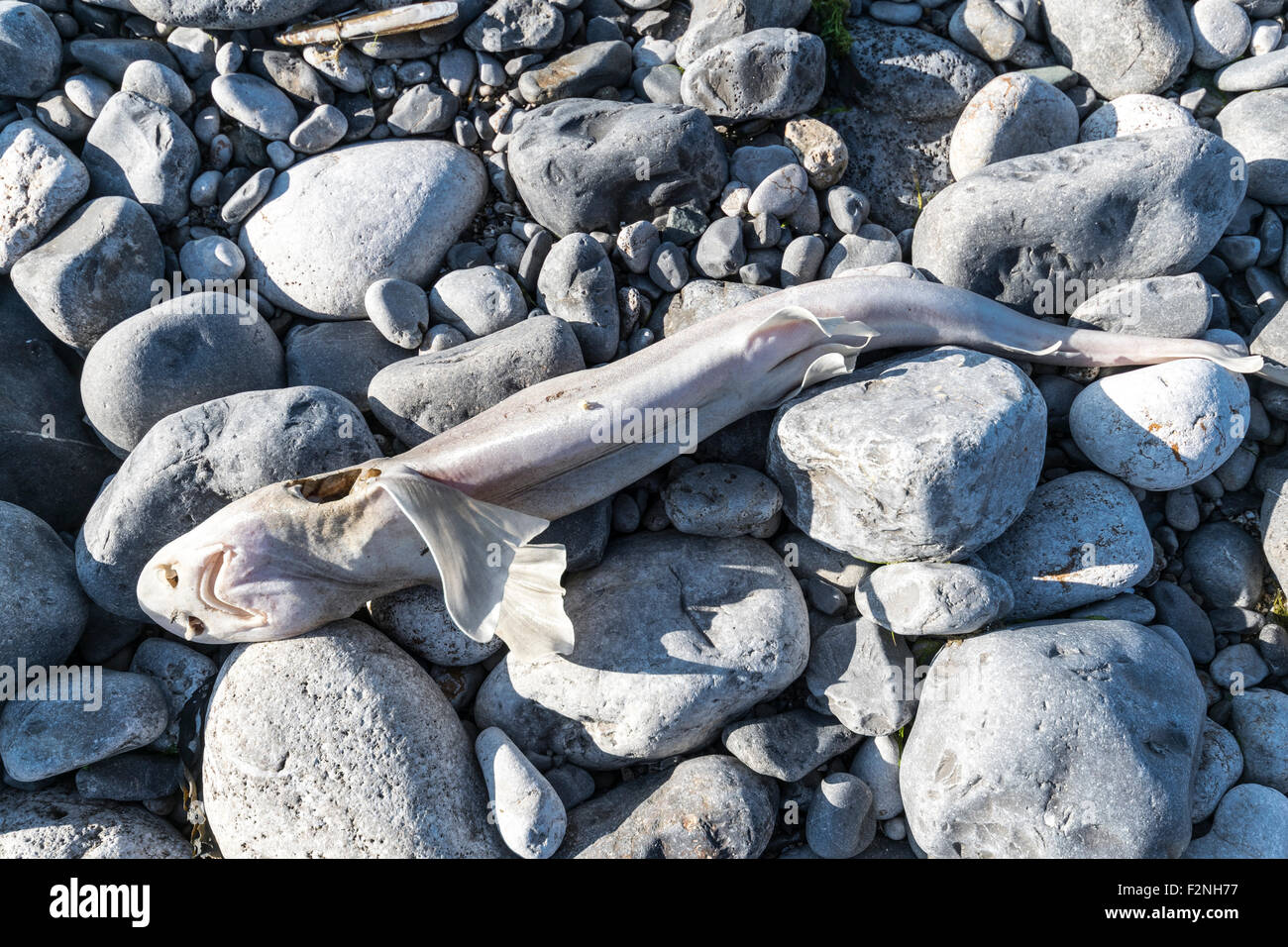 Washed up dead dogfish/rock salmon on the shoreline Stock Photo - Alamy