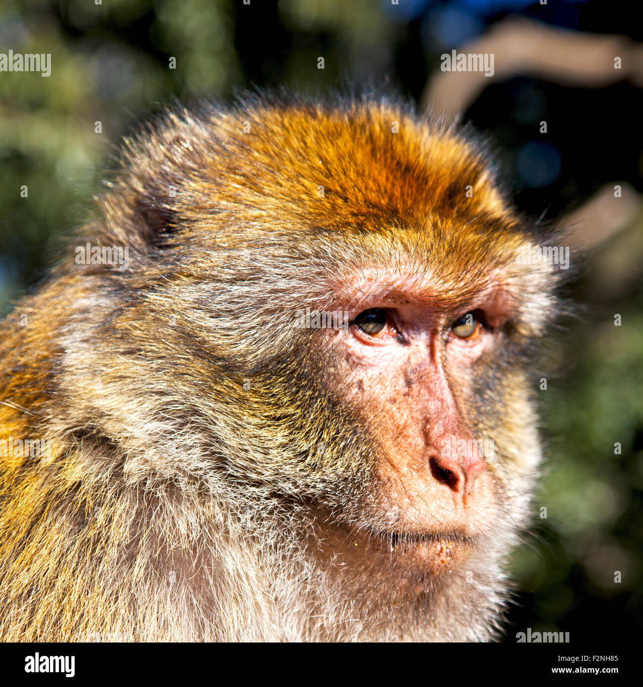 old monkey in africa morocco and natural background fauna close up ...