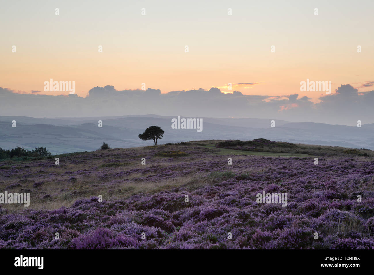 The Quantock Hills. Somerset. UK Stock Photo - Alamy