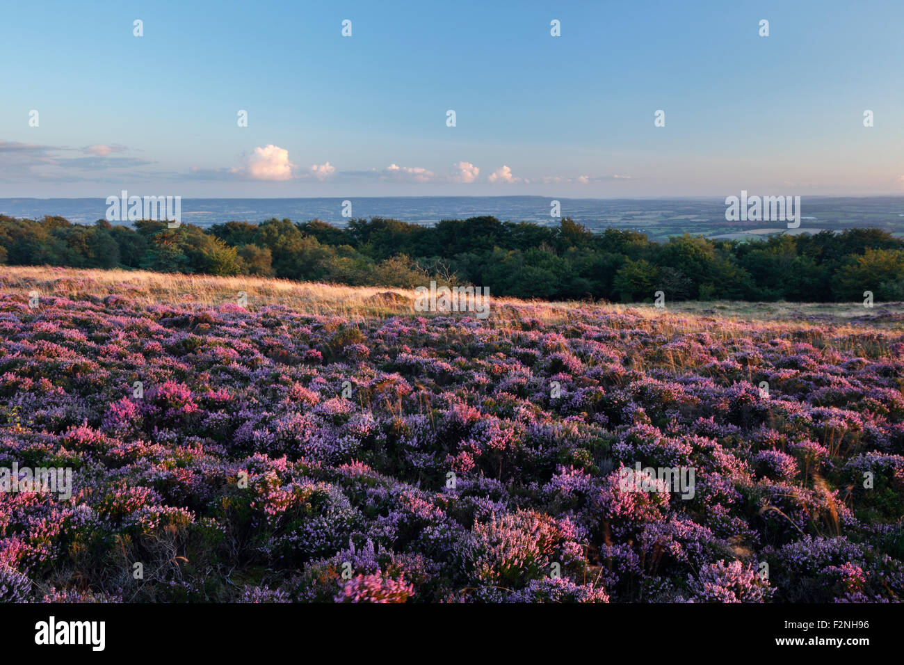 Quantocks landscape hi-res stock photography and images - Alamy