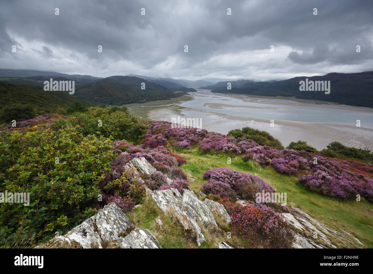 Snowdonia wales heather hi-res stock photography and images - Alamy