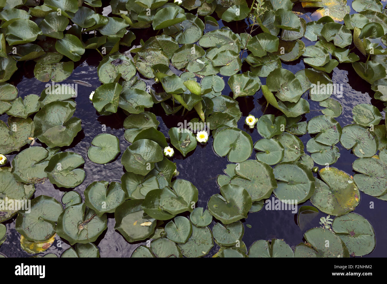 Water lilies at the Spanbroekmolen Mine Crater, 'The Pool of Peace ...