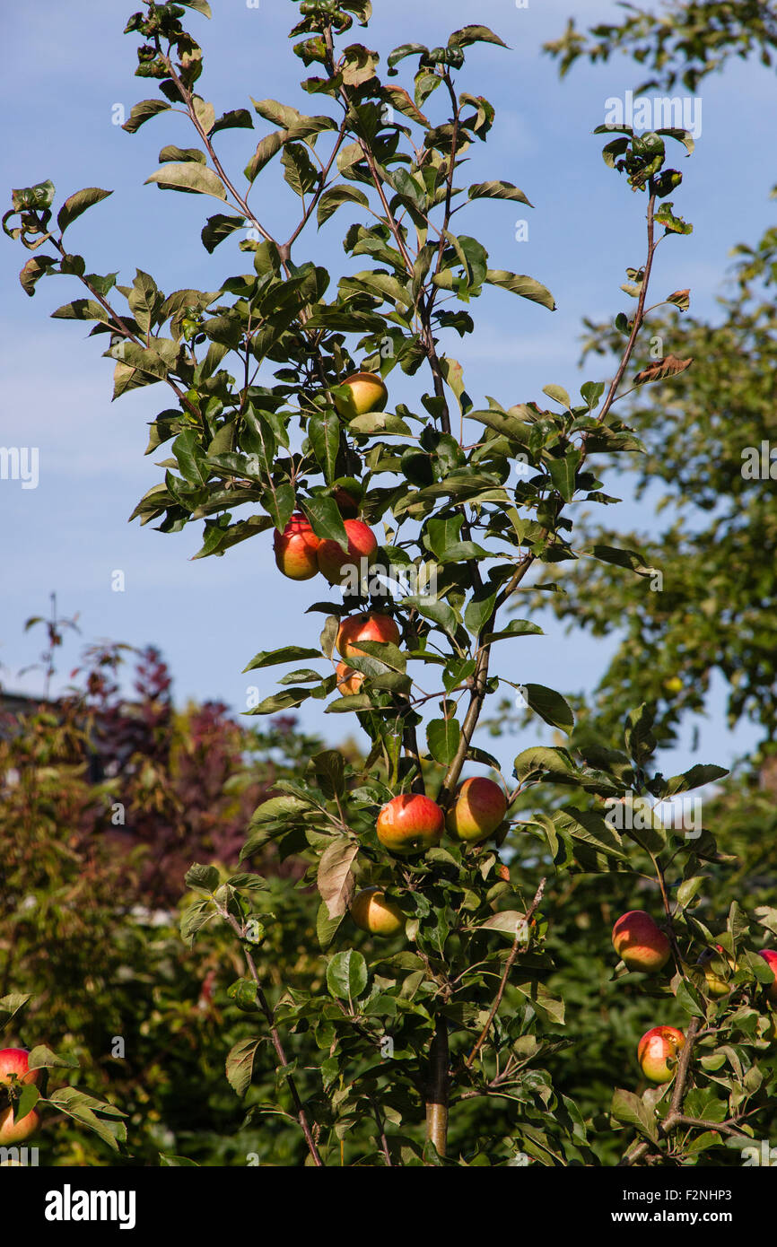 Apple tree in fruit against a blue sky with clouds, in Surrey, Southern ...