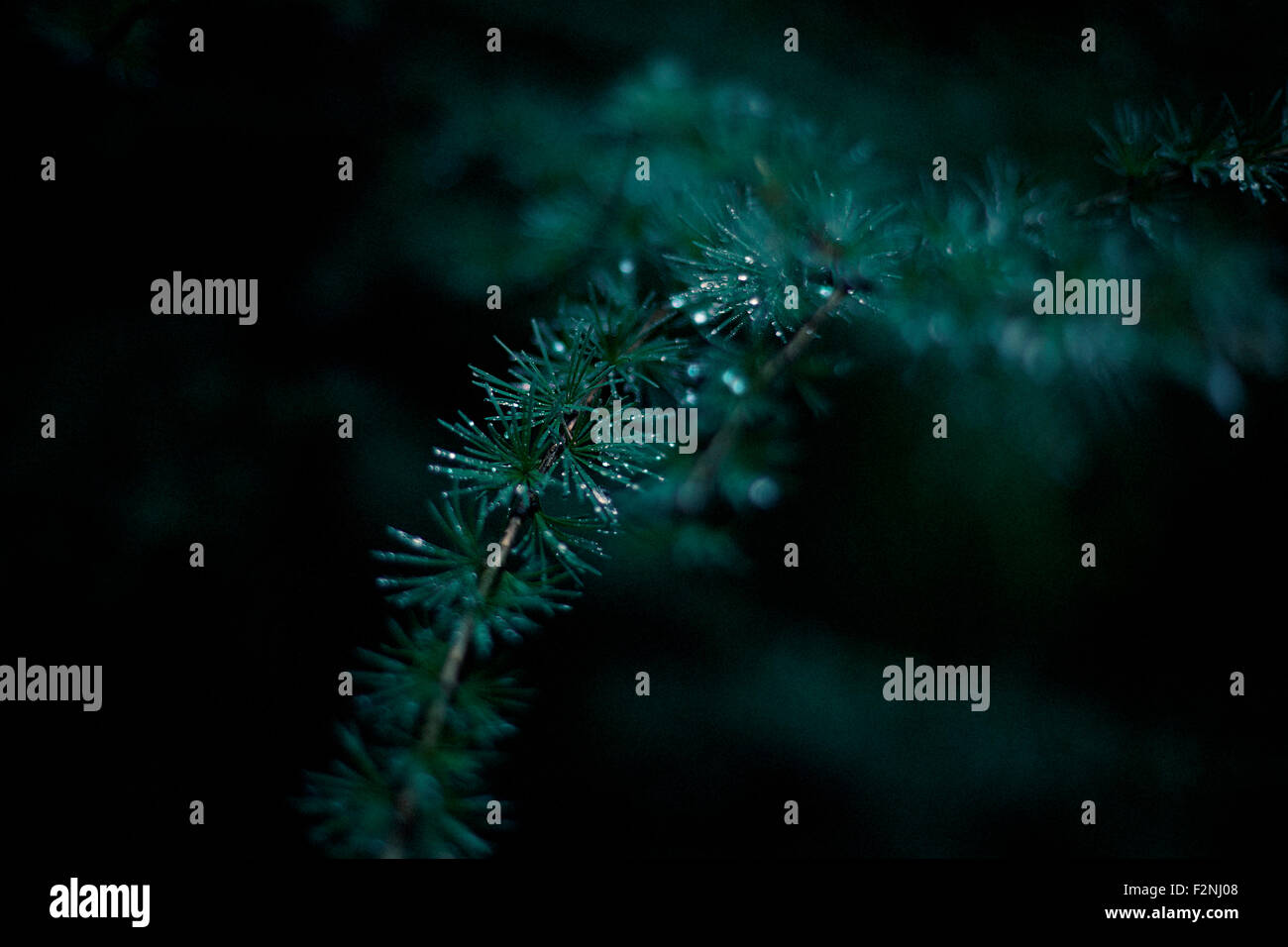 Close up of dew drops on evergreen tree branch Stock Photo - Alamy