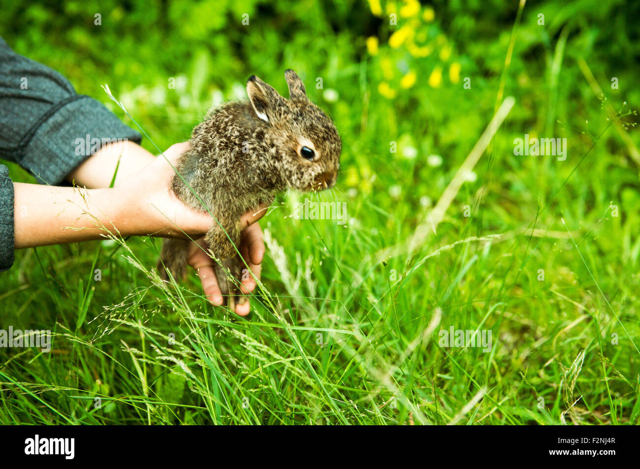 Caucasian farmer holding rabbit in garden Stock Photo - Alamy