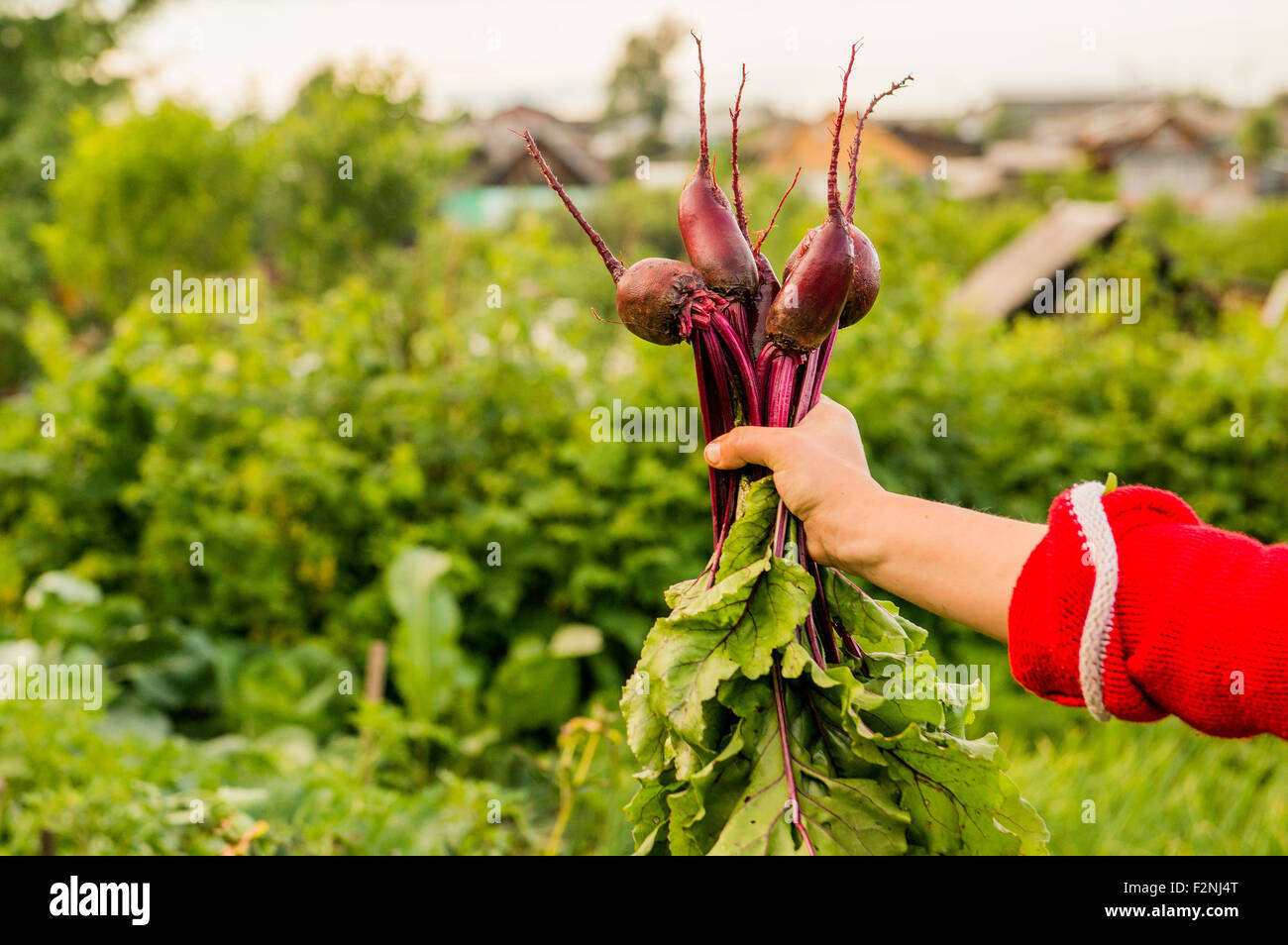 Caucasian farmer holding fresh beets in garden Stock Photo - Alamy