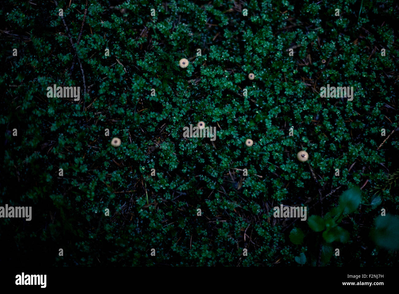 Moss plant dark hi-res stock photography and images - Alamy
