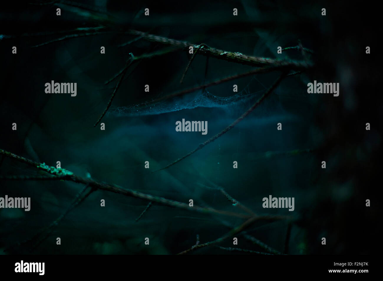 Spider web with negative space hi-res stock photography and images - Alamy