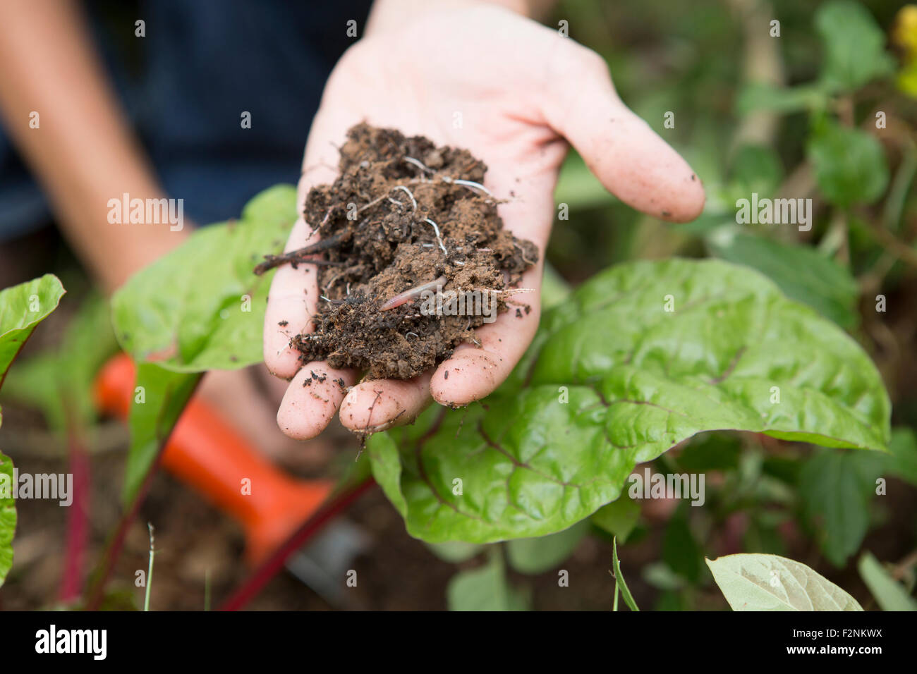 Caucasian gardener holding clump of dirt Stock Photo - Alamy
