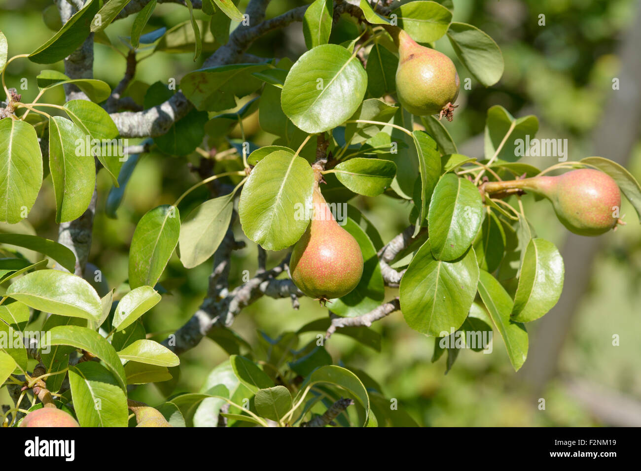Small pear (pyrus communis) growing on tree in French orchard Stock ...