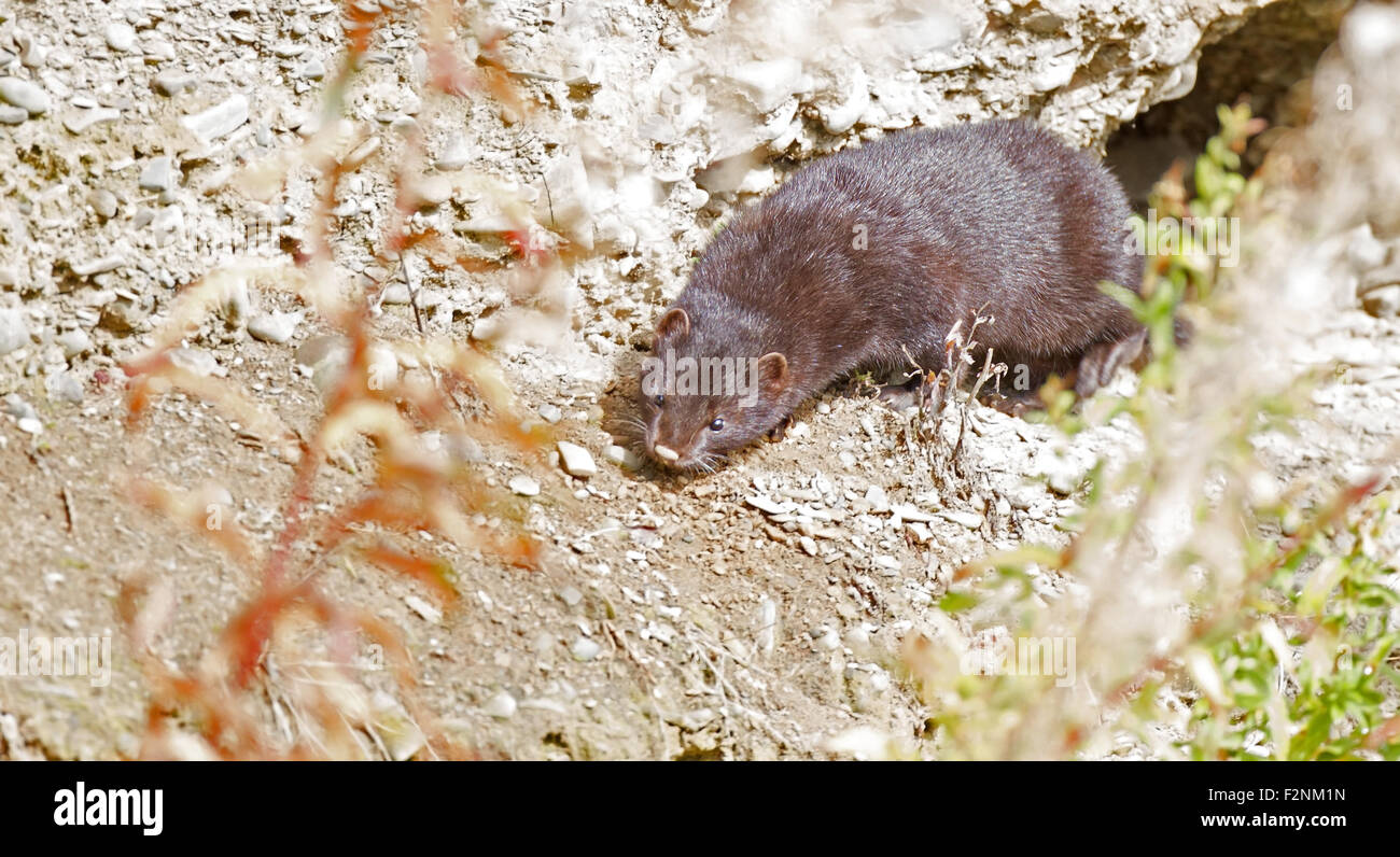 Mink near Welshpool Stock Photo - Alamy