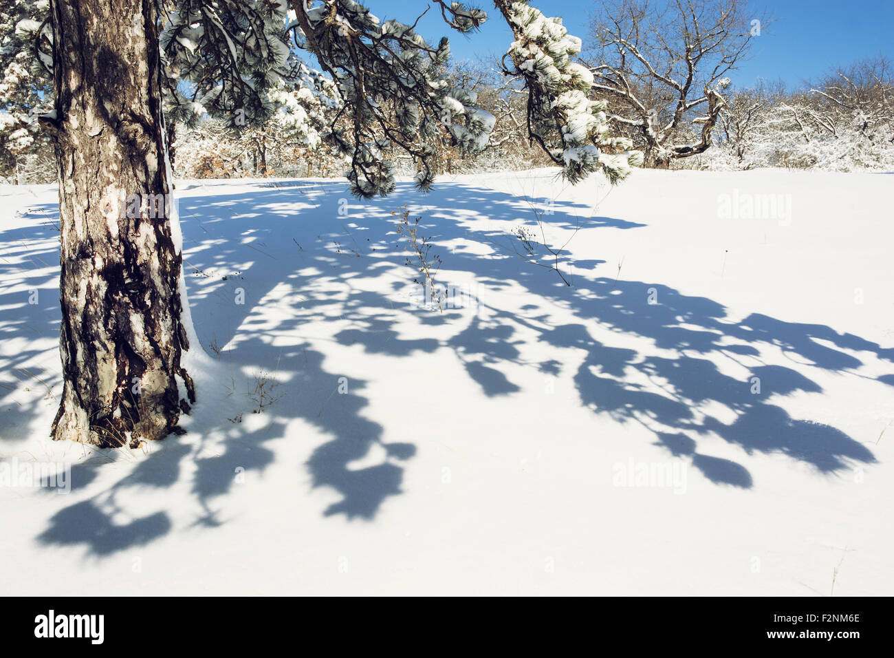 Snowy conifer tree with shadow. Winter natural scene Stock Photo - Alamy