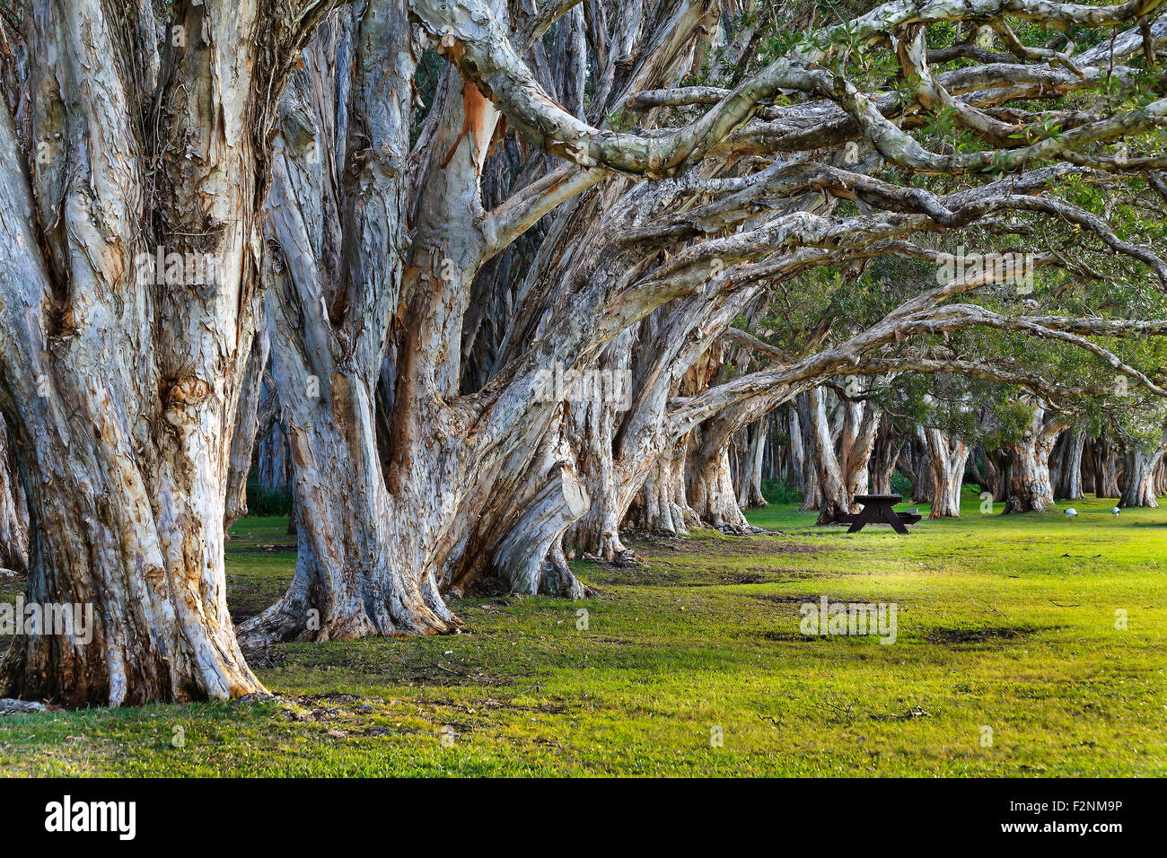 arrangement of thik evergreen tea trees in Sydney centennial park over ...