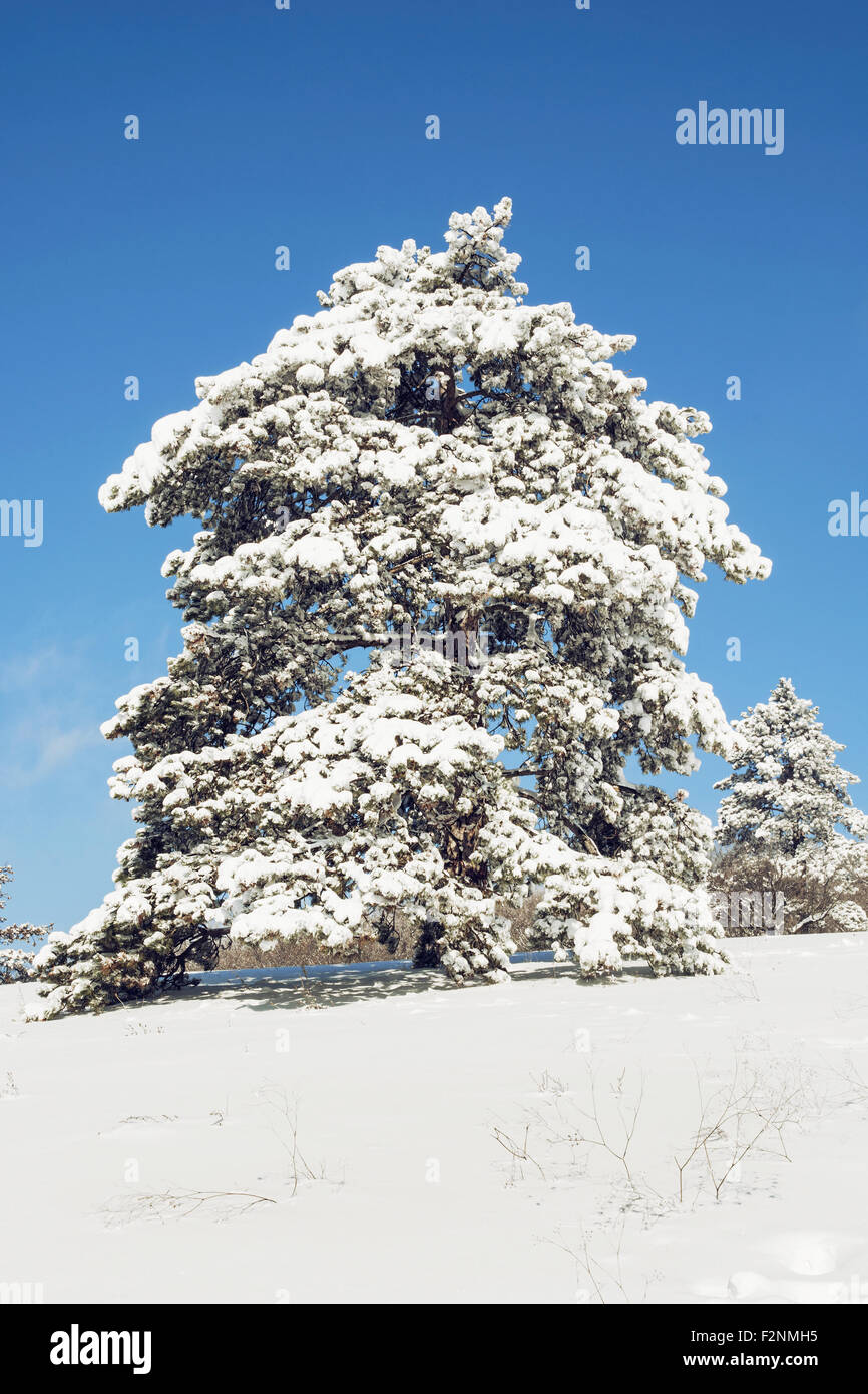 Overshadowed by tree hi-res stock photography and images - Alamy