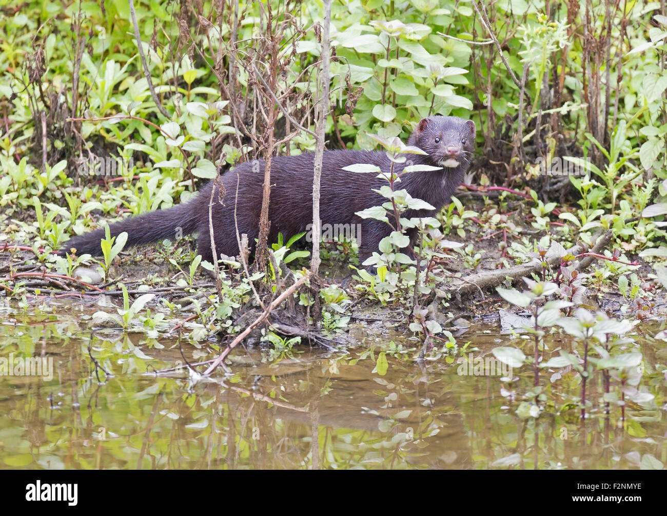 Vermin wales hi-res stock photography and images - Alamy