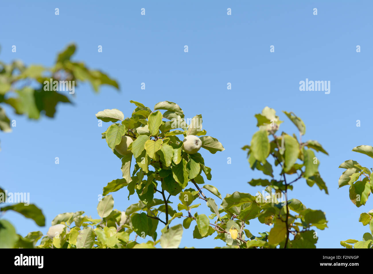 Small quince (cydonia oblonga) growing on tree in orchard Stock Photo ...
